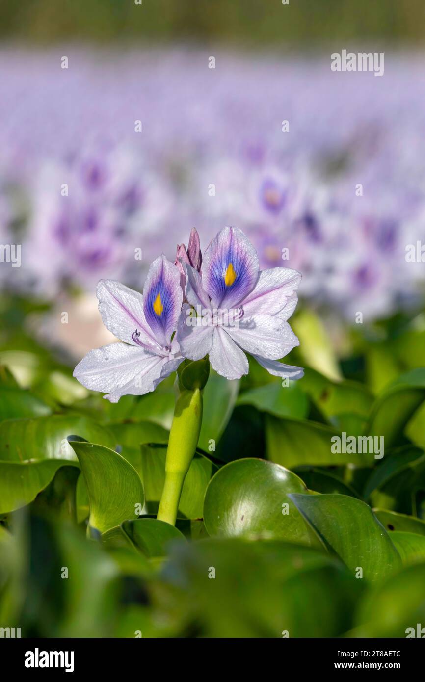 Blooming common water hyacinth flowers from a little pond Stock Photo ...