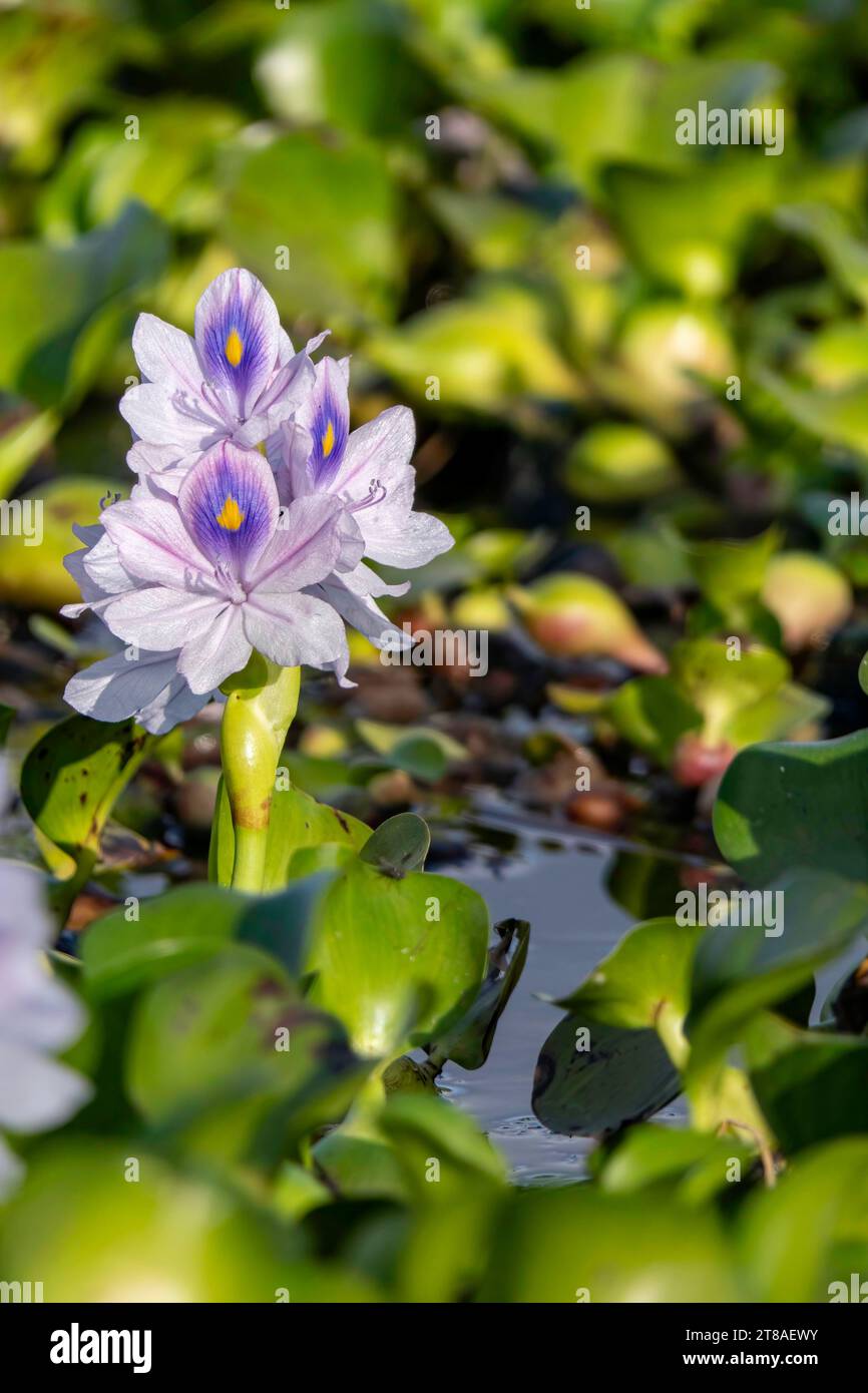 Blooming common water hyacinth flowers from a little pond Stock Photo ...