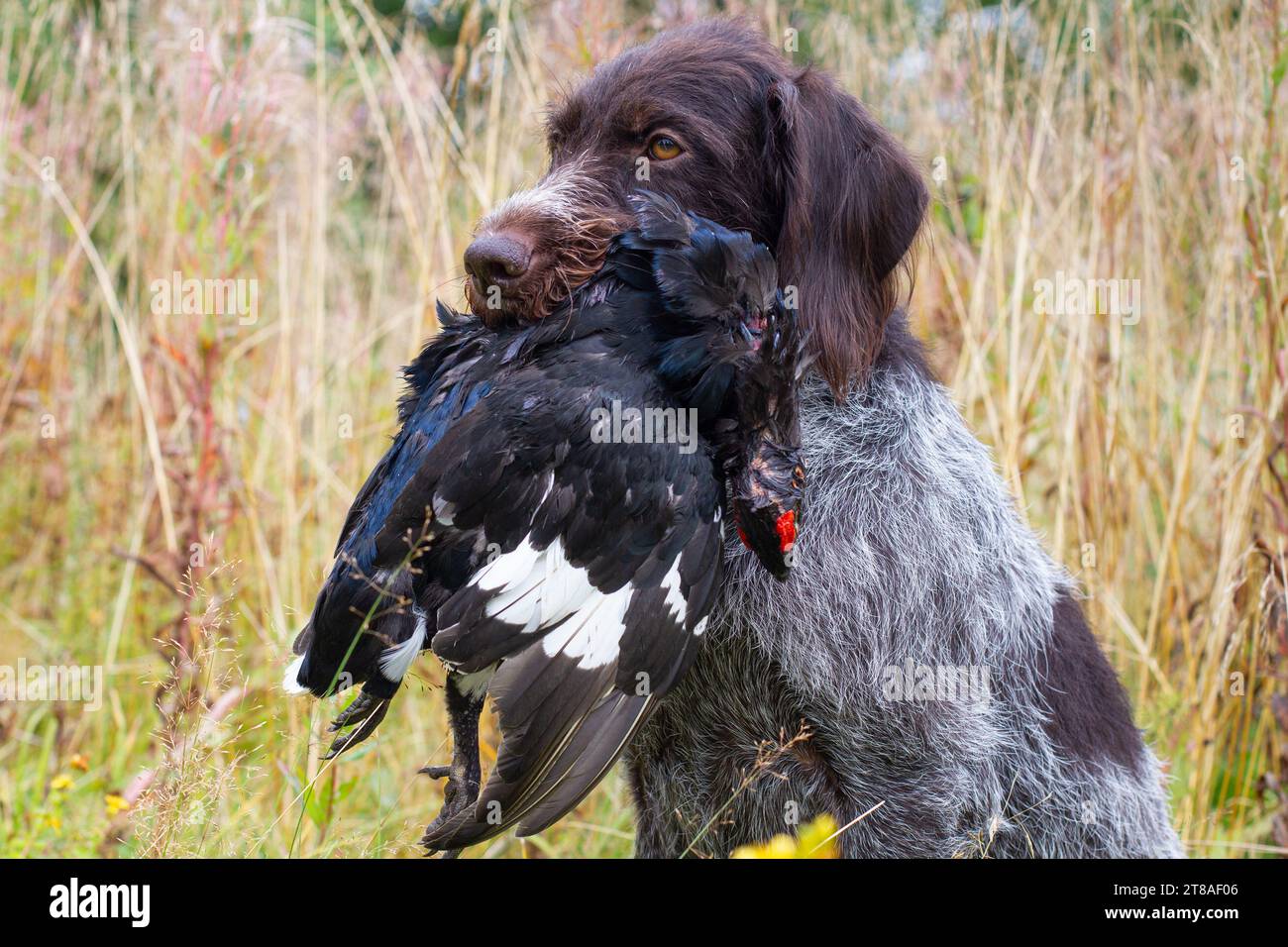 German wirehaired pointer holds a shot black grouse cock by the wing ...