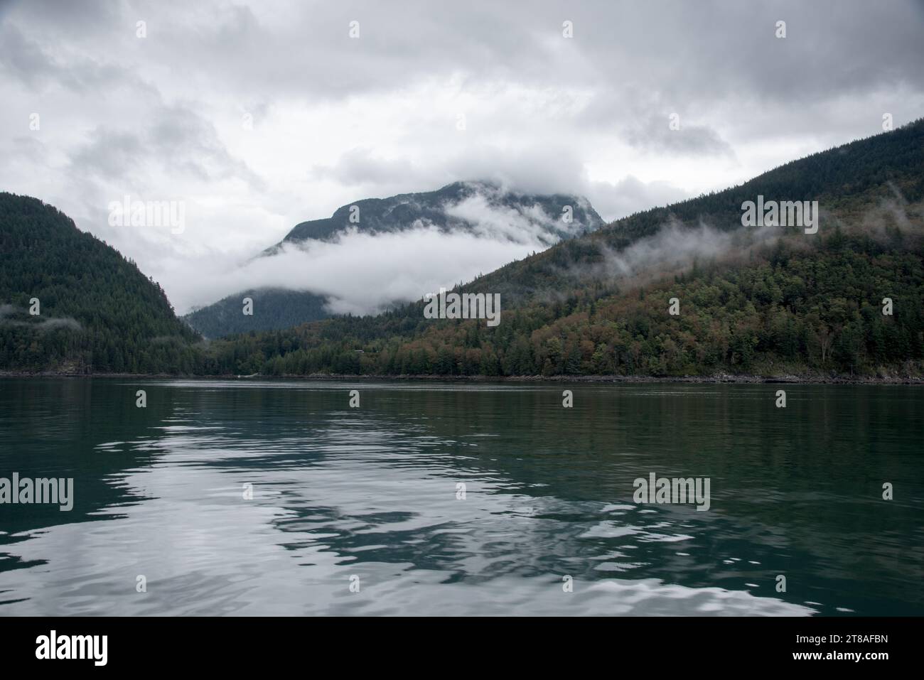 Lush rainforest is covering the calm waters of Inland Passage between ...