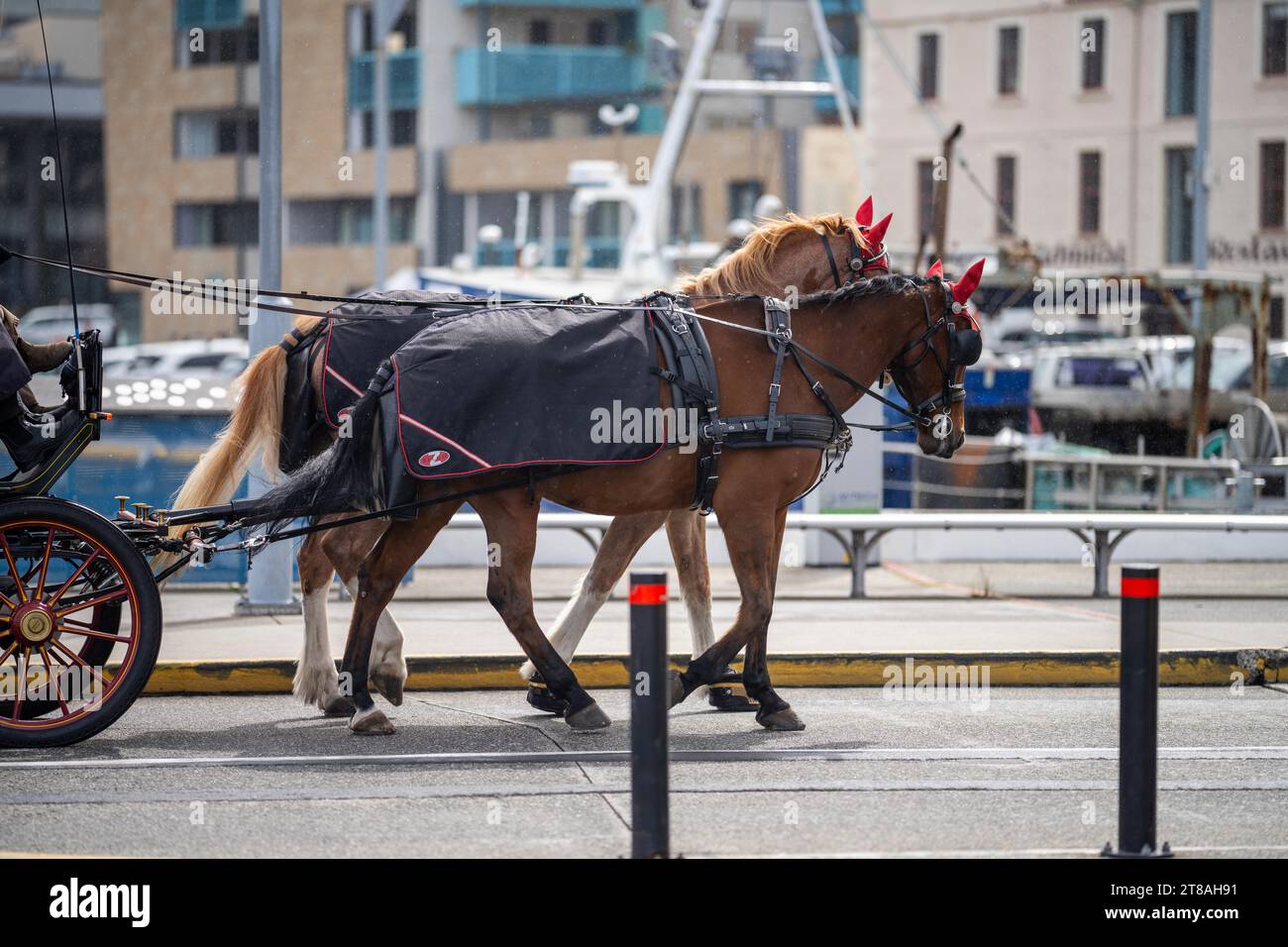 horses pulling cart in a town in australia Stock Photo - Alamy