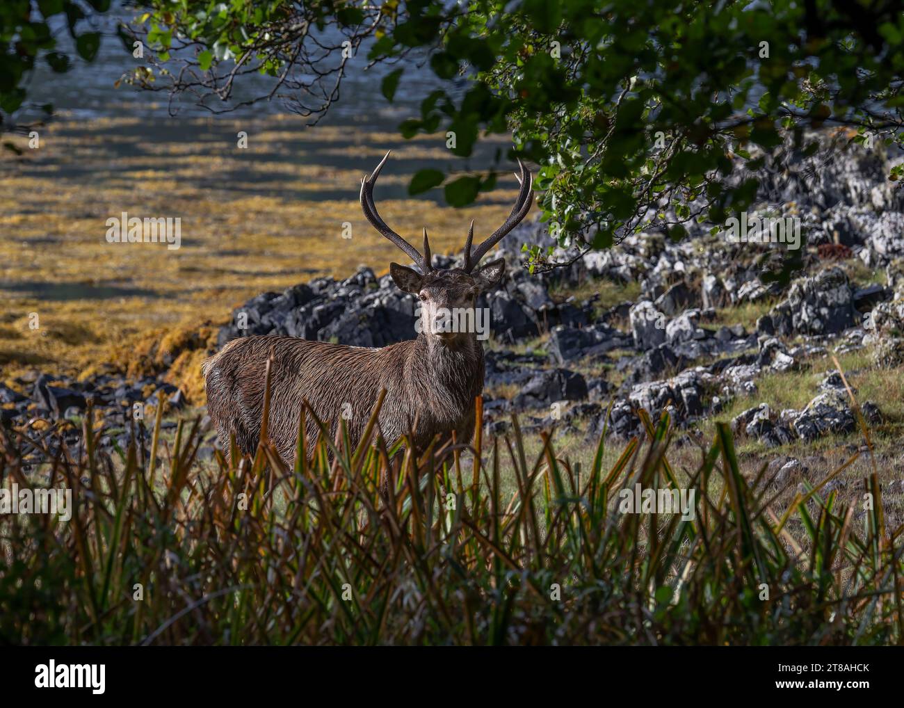 Deer Red (Cervus elaphus), stags, Loch Teacuis, Morvern, West Coast ...