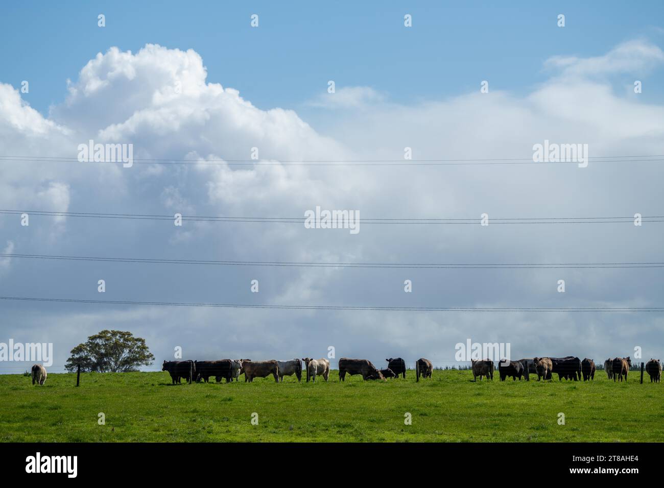 Fat cows hi-res stock photography and images - Alamy