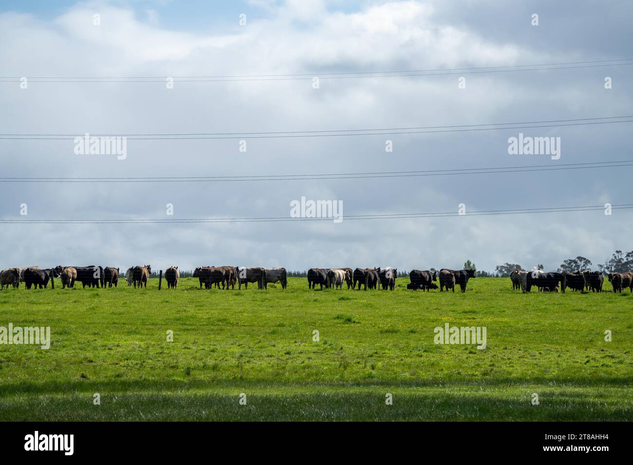 Fat cows hi-res stock photography and images - Alamy