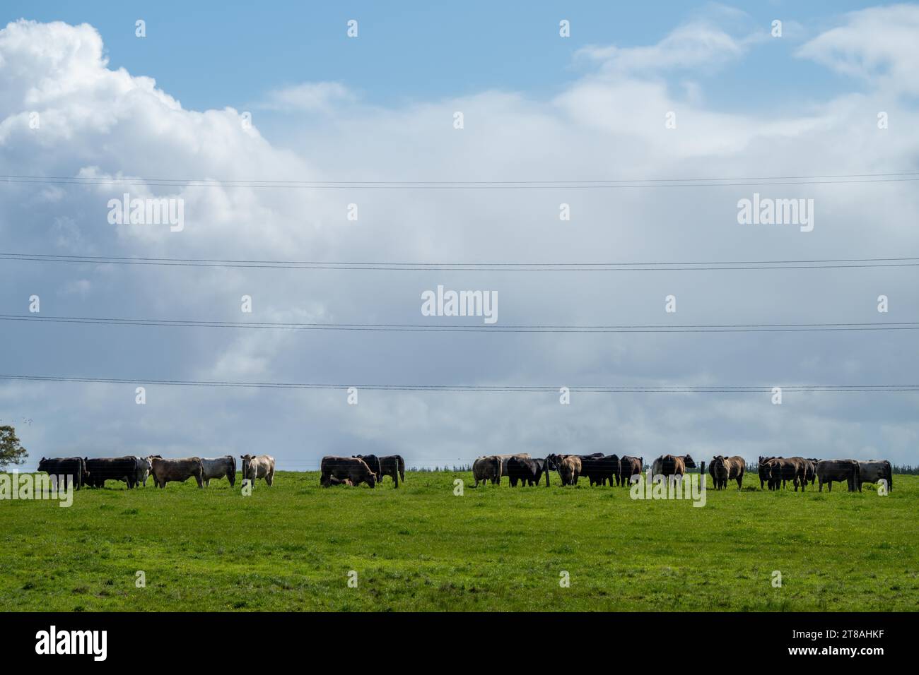Fat cows hi-res stock photography and images - Alamy
