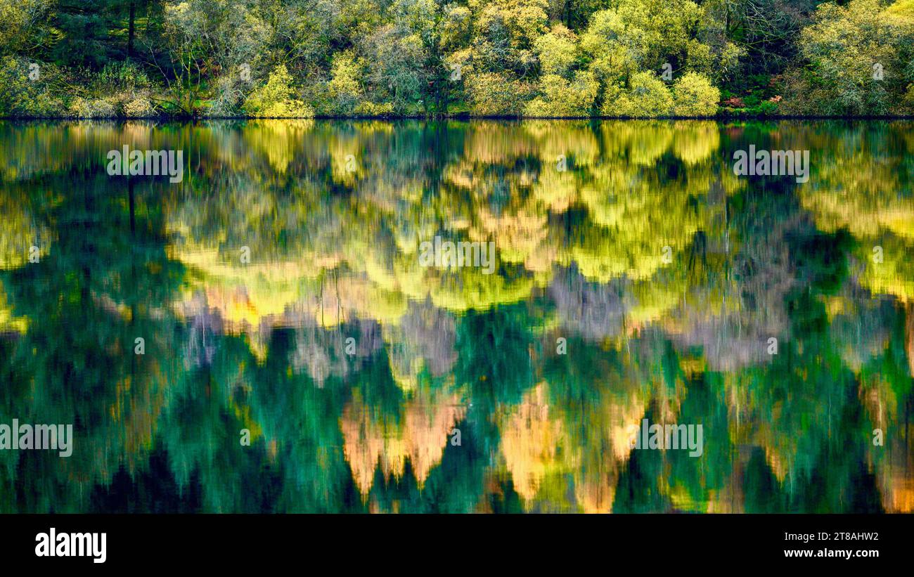 Autumn colours at Tal-y-Bont reservoir, Brecon Beacons. The leaves have ...