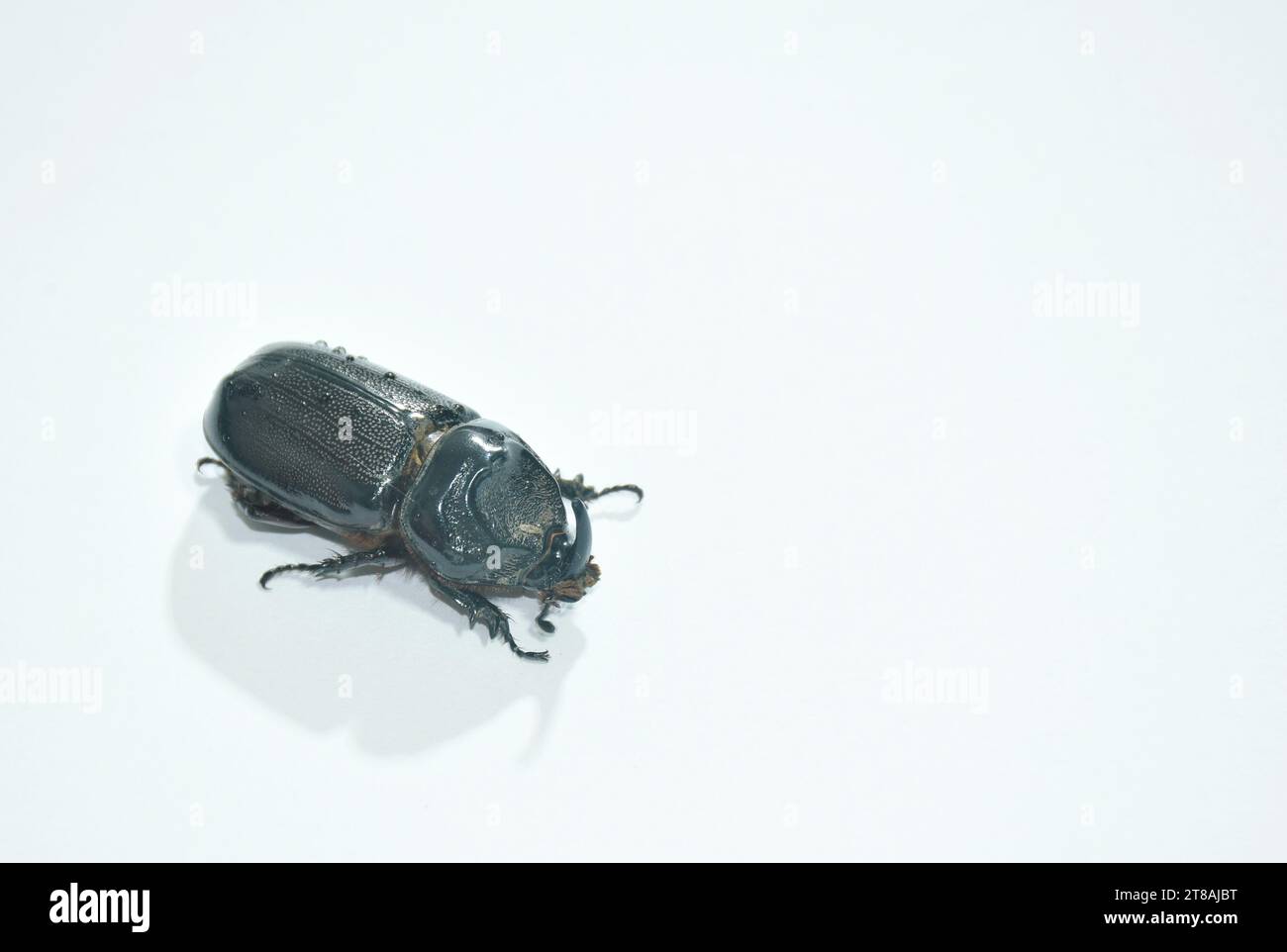 rhinoceros crawling on white background Stock Photo - Alamy