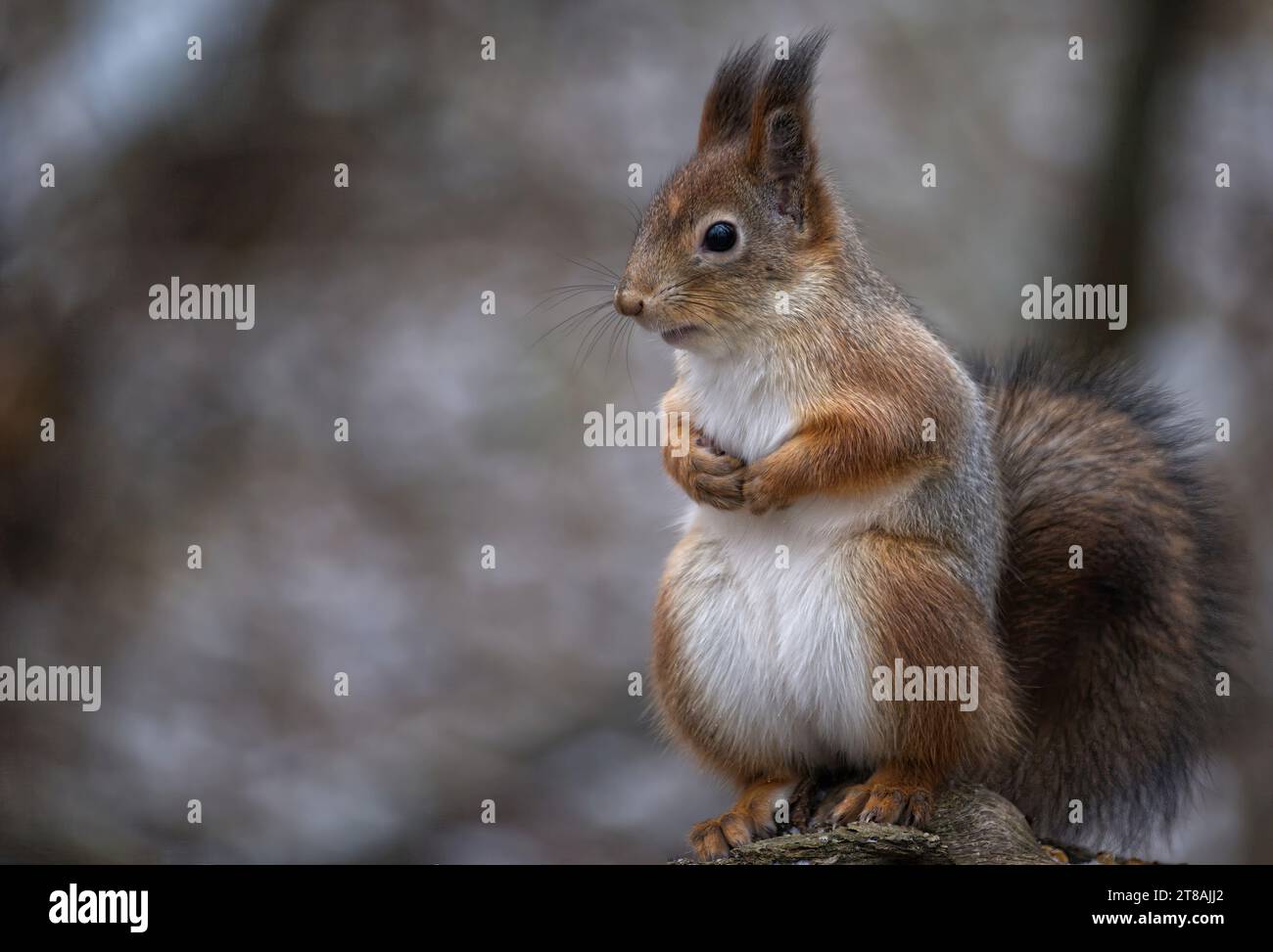 Squirrel in the forest Stock Photo - Alamy
