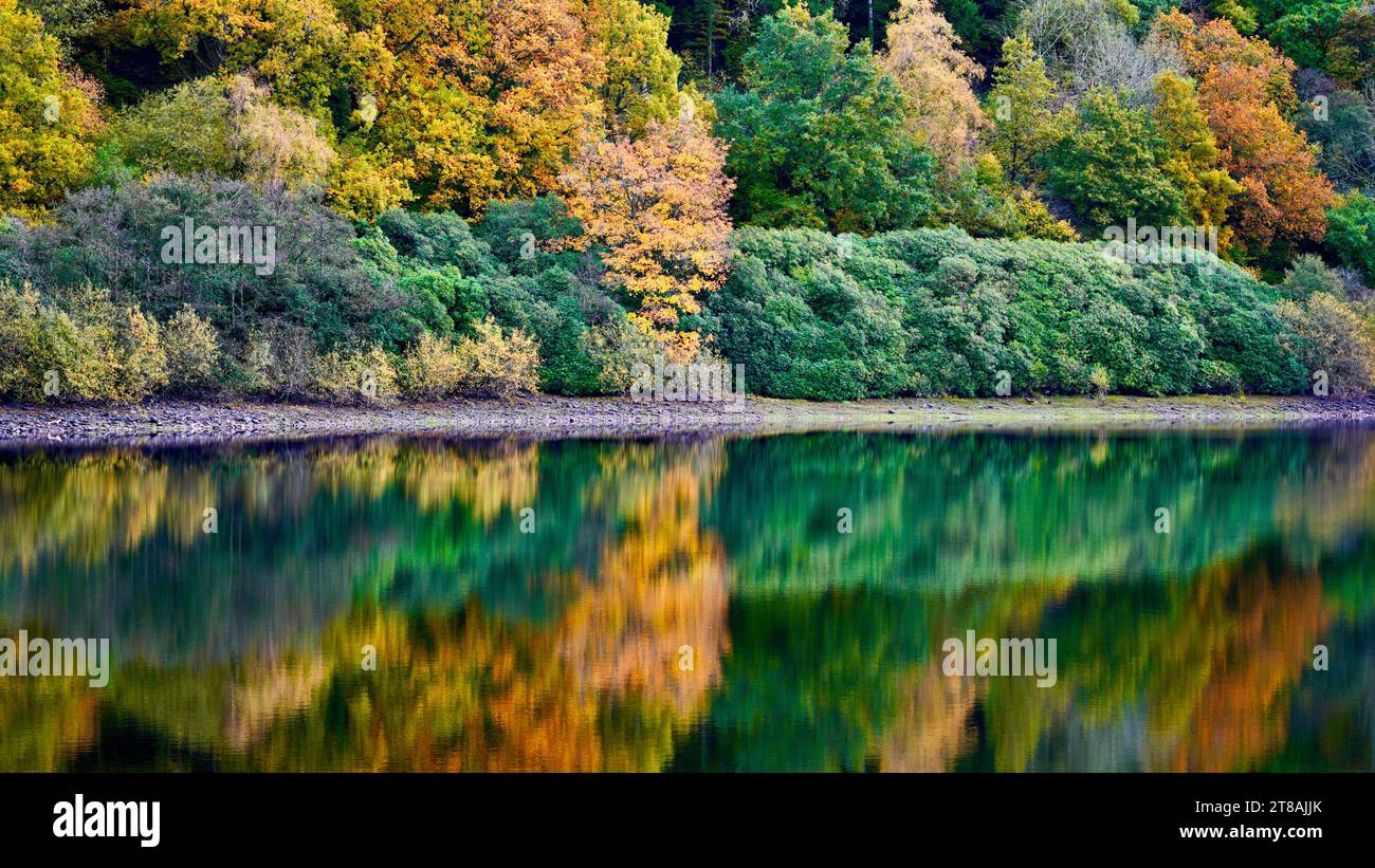 Autumn colours at Tal-y-Bont reservoir, Brecon Beacons. The leaves have ...