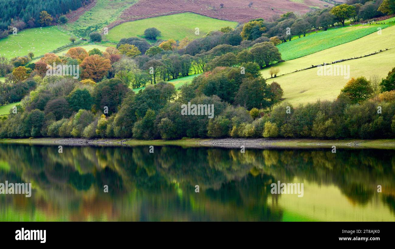Autumn colours at Tal-y-Bont reservoir, Brecon Beacons. The leaves have ...