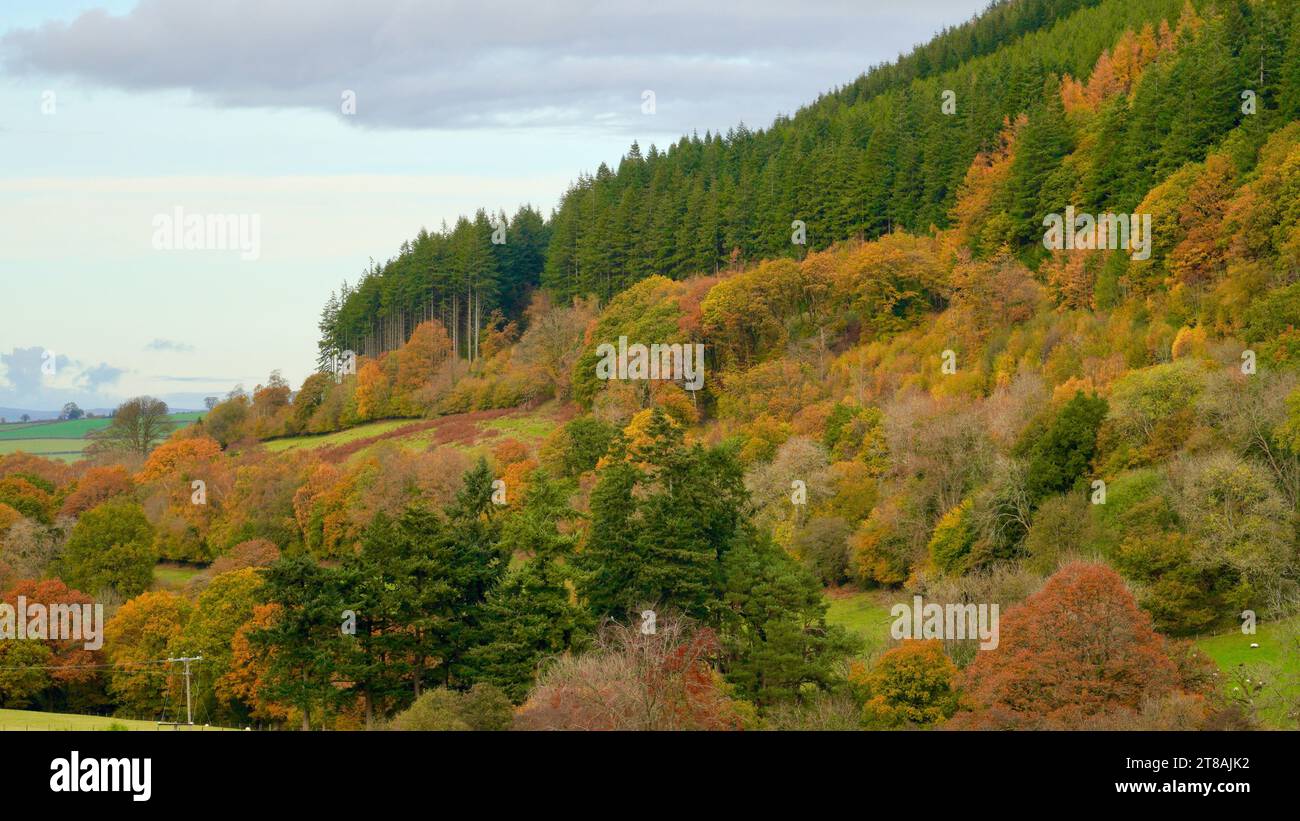 Autumn colours at Tal-y-Bont reservoir, Brecon Beacons. The leaves have ...