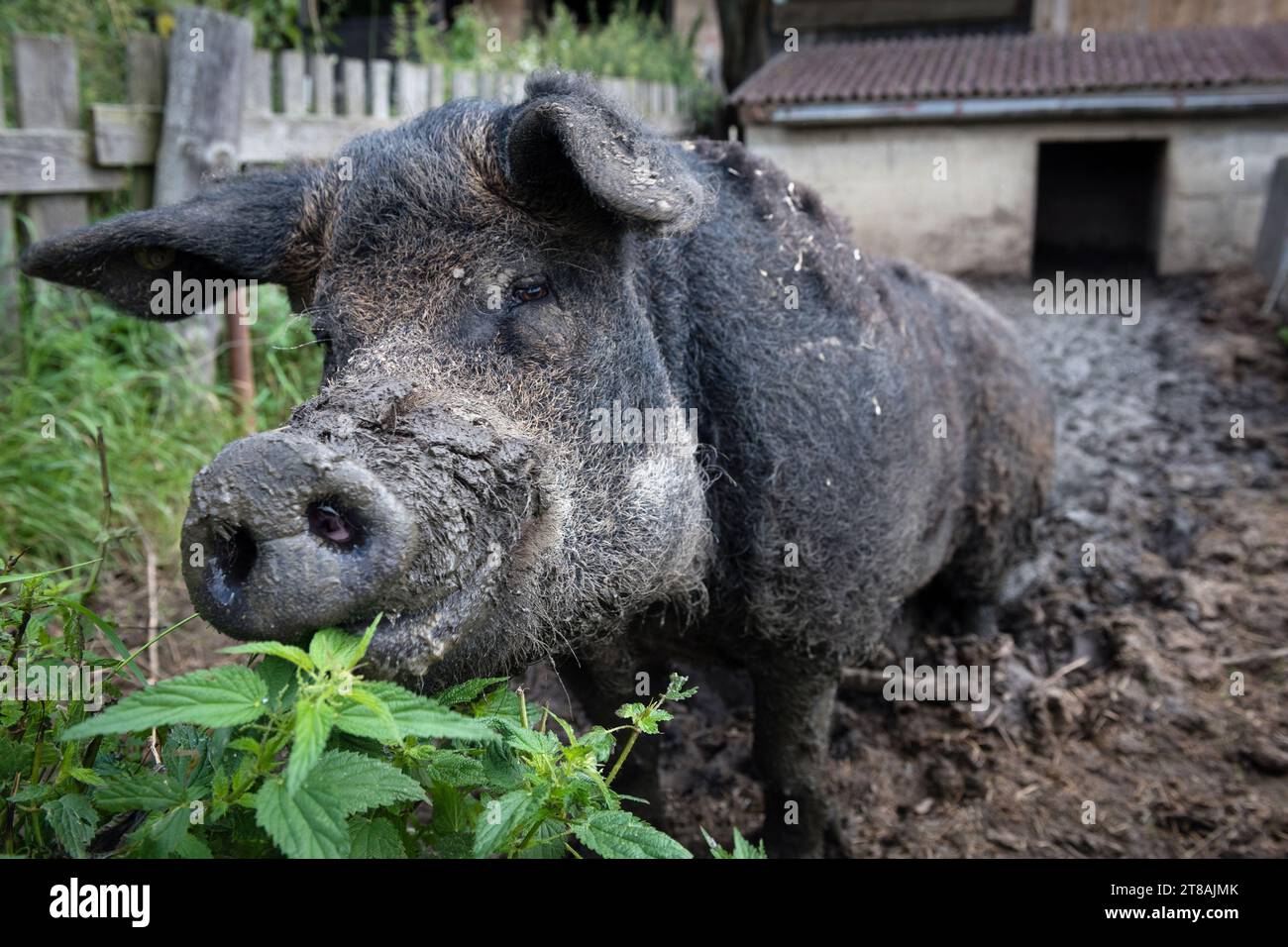 Boars mouth hi-res stock photography and images - Alamy