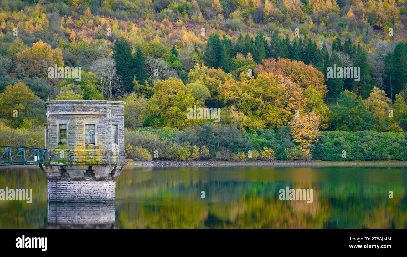 Autumn colours at Tal-y-Bont reservoir, Brecon Beacons. The leaves have ...