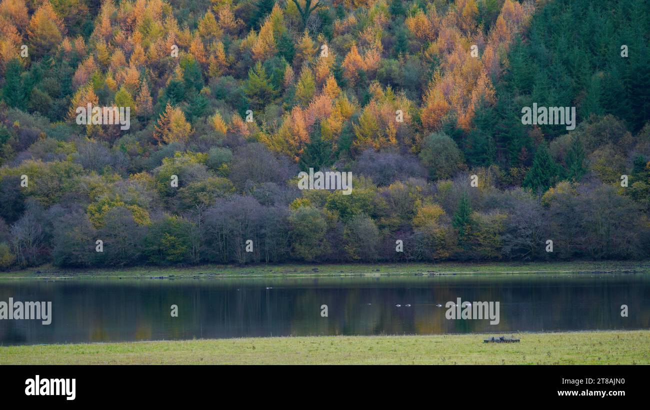 Autumn colours at Tal-y-Bont reservoir, Brecon Beacons. The leaves have ...