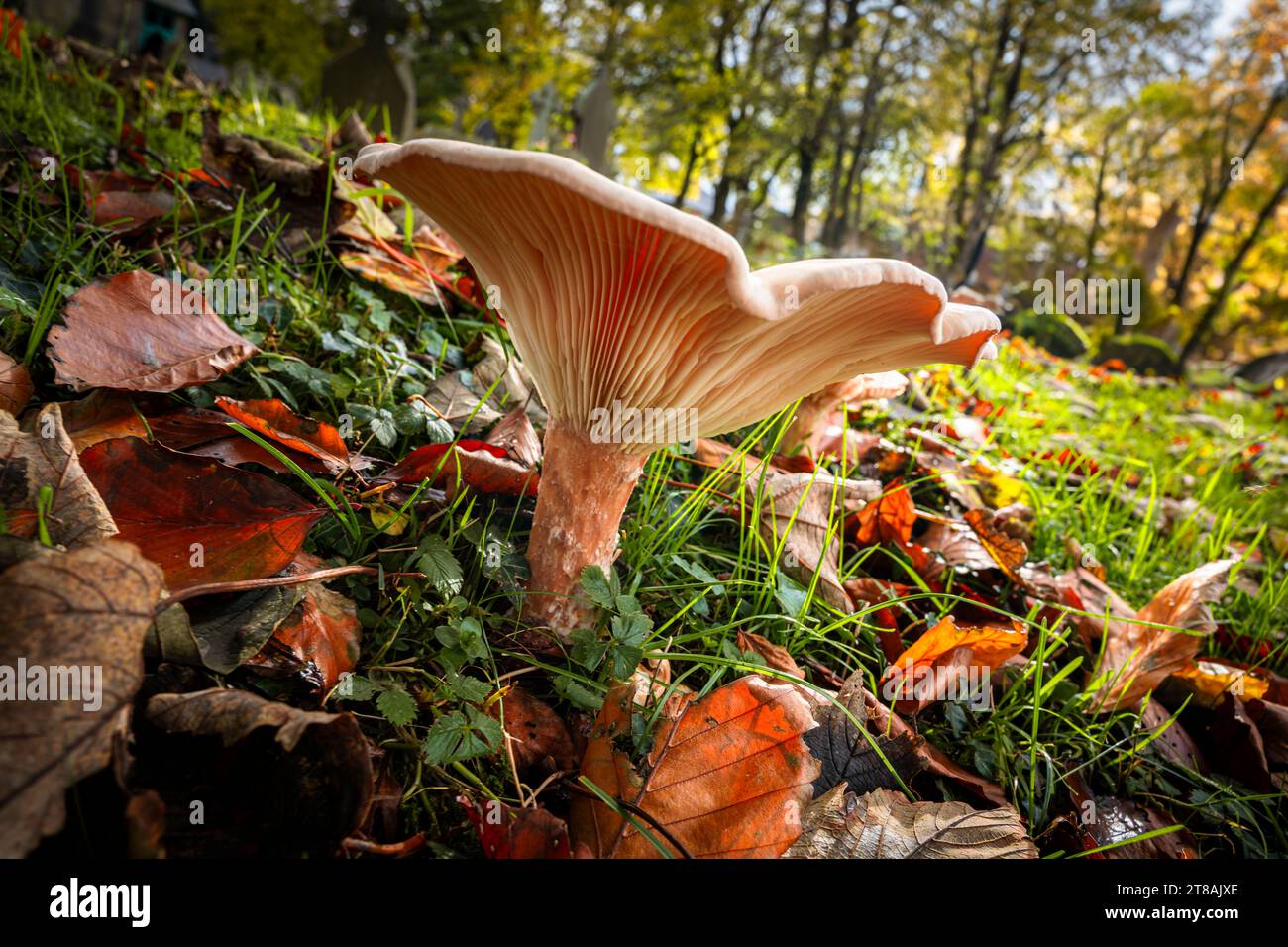 Edible Trooping Funnel mushroom, Clitocybe / Infundibulicybe geotropa ...