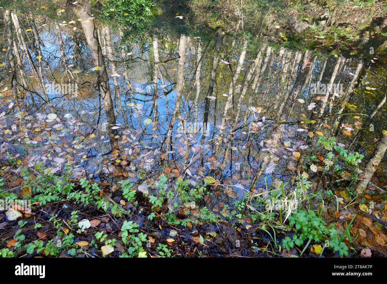 Trees reflected in still waters with leaves floating by. Derbyshire ...
