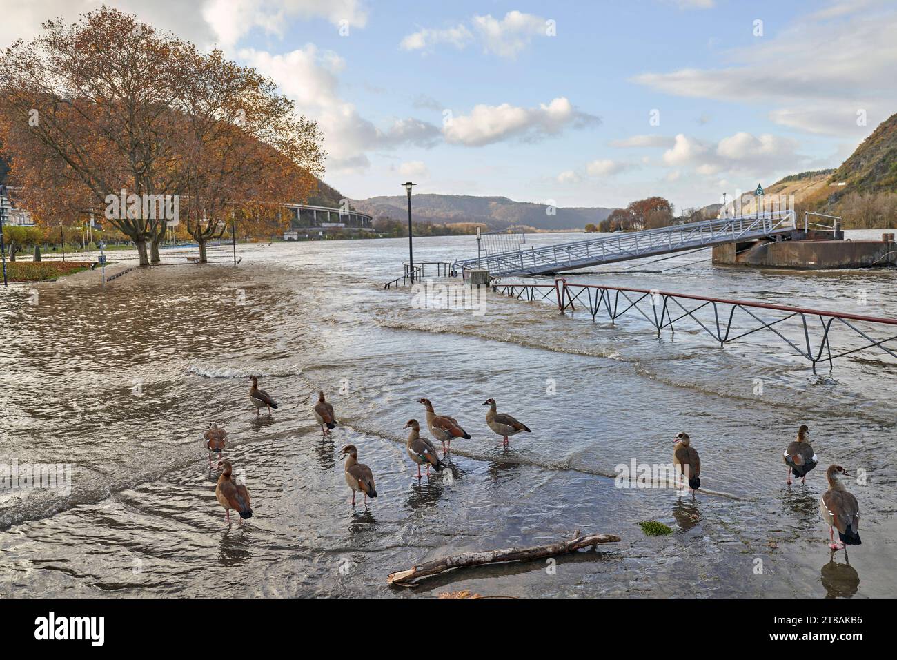 Hochwasser an Rhein und Mosel 19.11.2023, Rheinland-Pfalz, Andernach ...