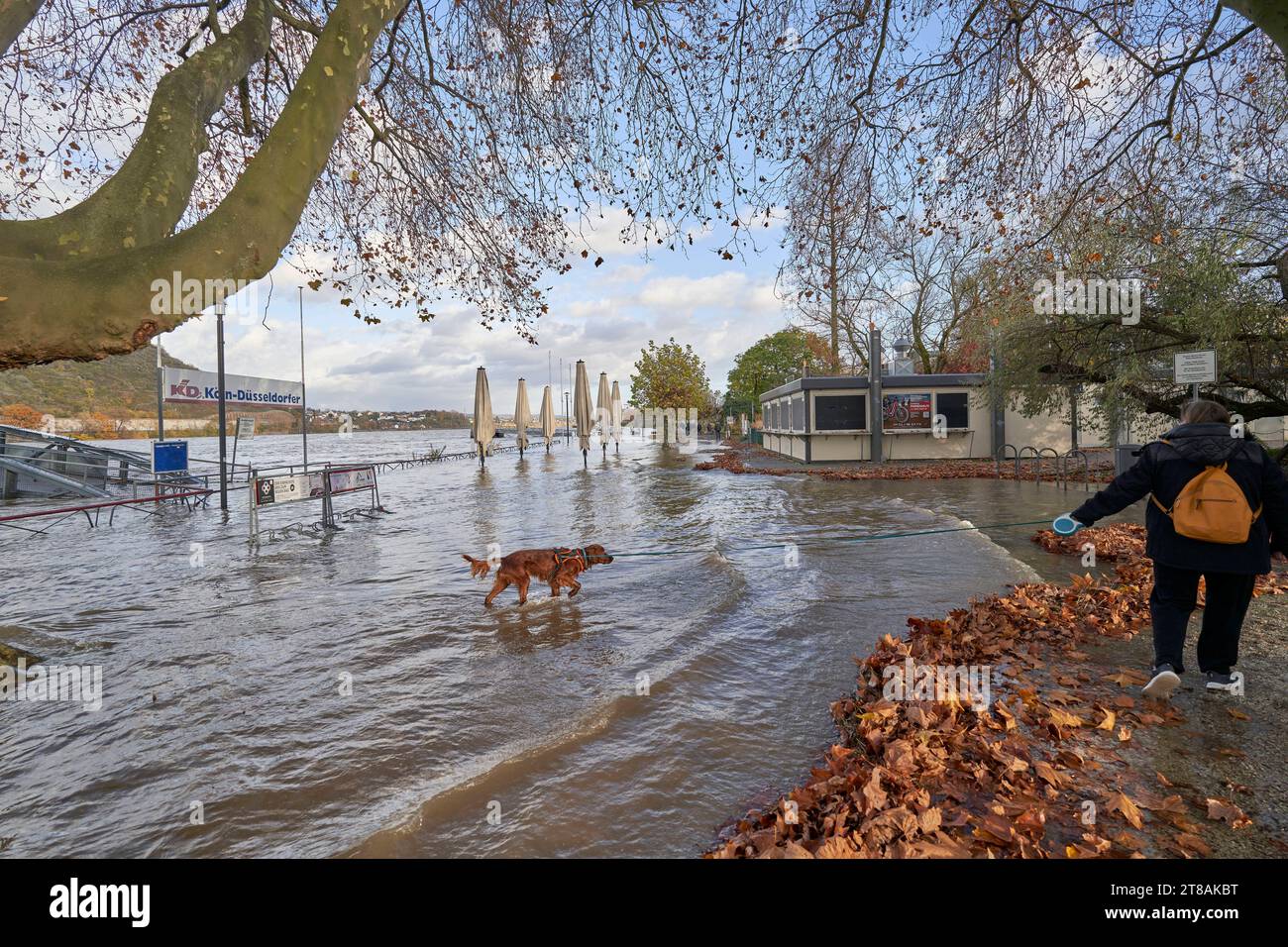 Hochwasser an Rhein und Mosel 19.11.2023, Rheinland-Pfalz, Andernach ...