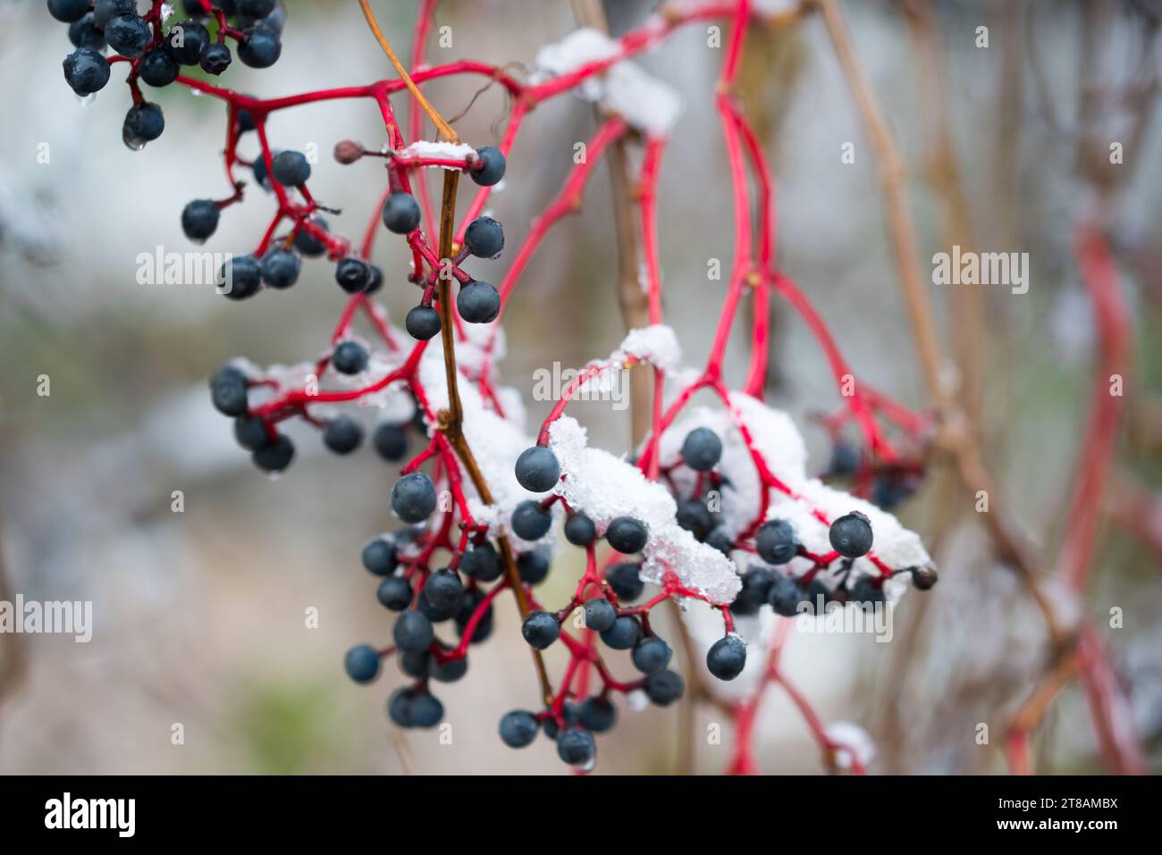 Virginia creeper, Parthenocissus quinquefolia fruits covered with snow ...