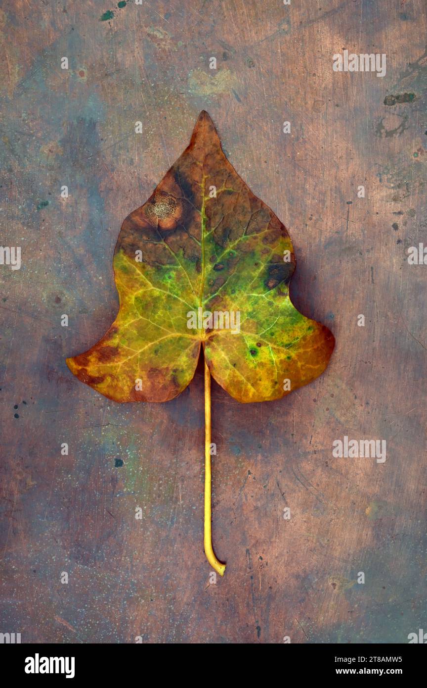 Insect damage leaves hi-res stock photography and images - Alamy