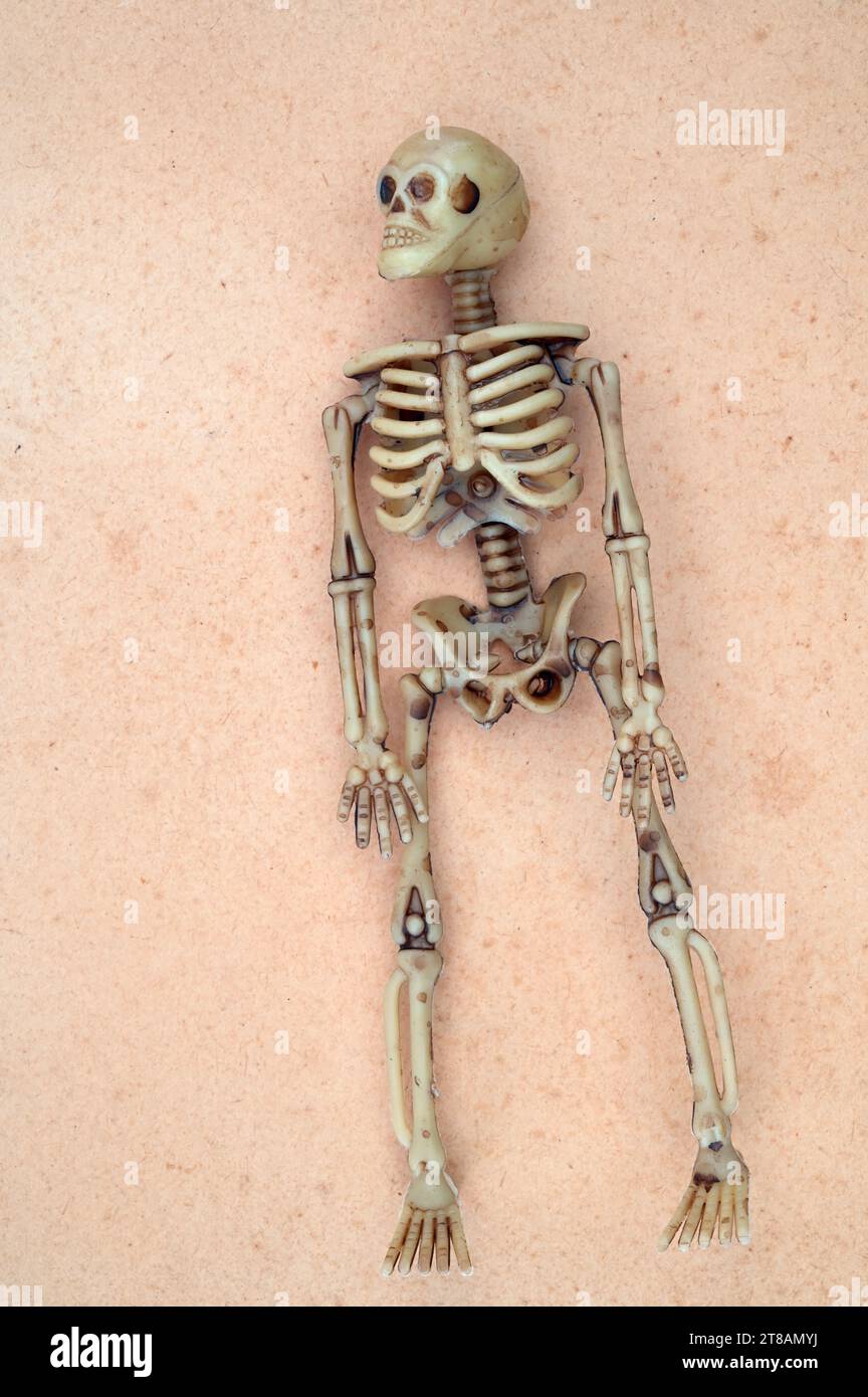 Crude and simple pastic model of complete human skeleton lying on ...