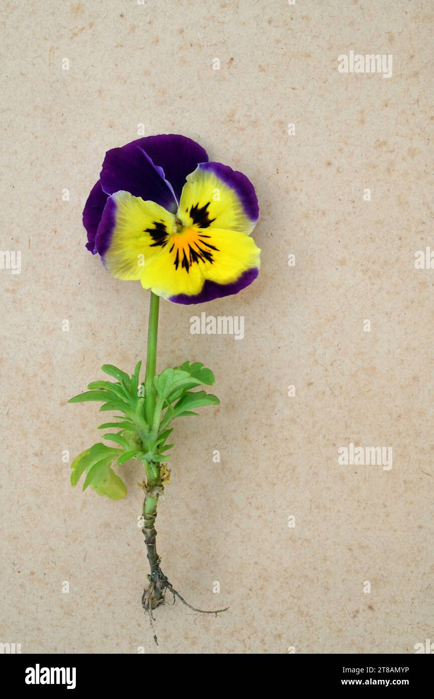 Yellow and purple flower of Pansy or Viola tricolor still attached to ...
