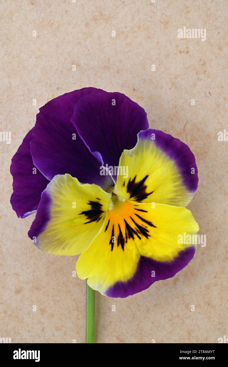 Yellow and purple flower of Pansy or Viola tricolor lying on antique ...