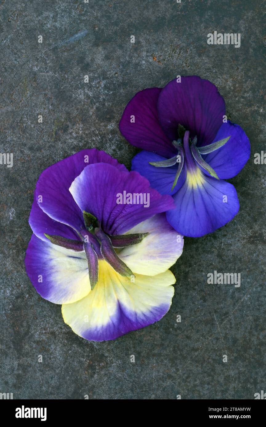 Two deep blue putple and cream flowers of Pansy or Viola tricolor lying ...