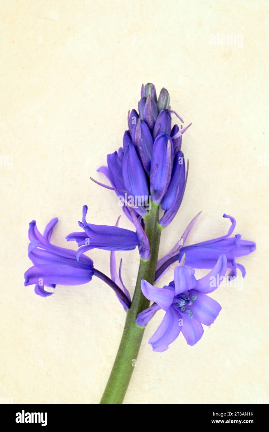Stem of English bluebell or Hyacinthoides nonscripta with most flowers ...