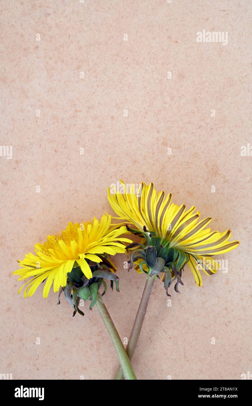 Two yellow flowers and stalks of Common dandelion or Taraxacum ...