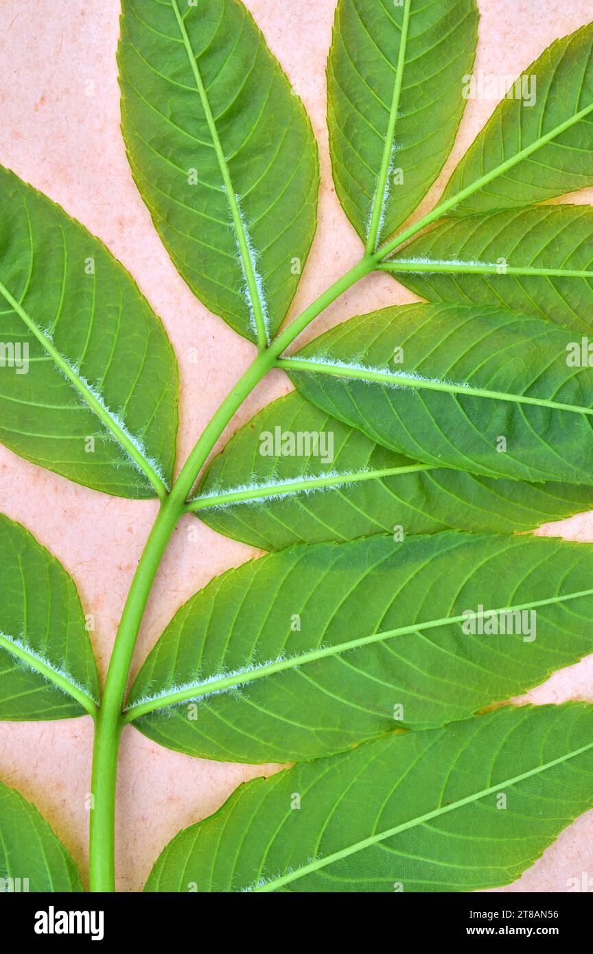 Young ash tree fraxinus excelsior hi-res stock photography and images ...