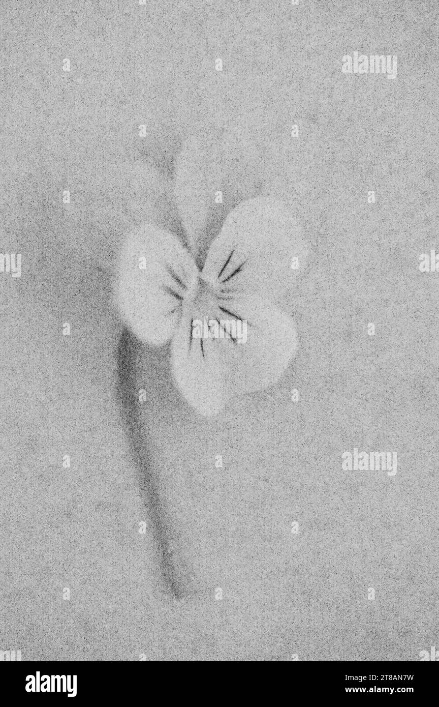 Sot and pencil like black and white image of single Pansy or Viola ...