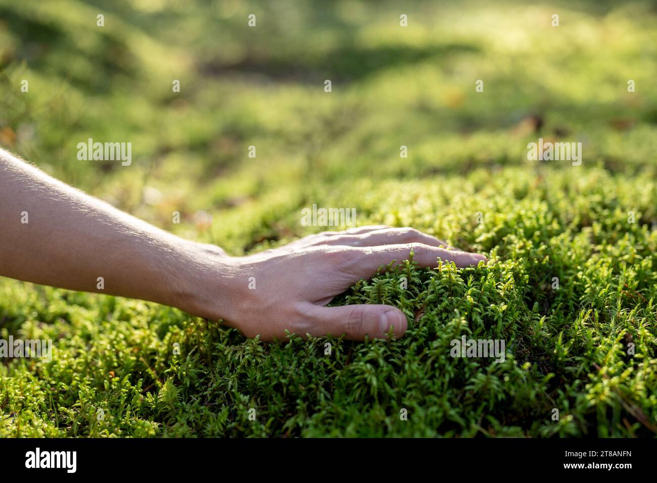 Male hand touches green moss, illuminated by sun. Unity with nature ...