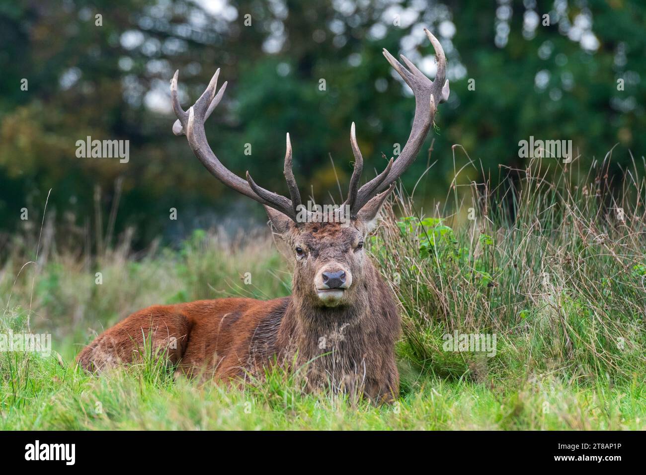 Tired deer hi-res stock photography and images - Alamy
