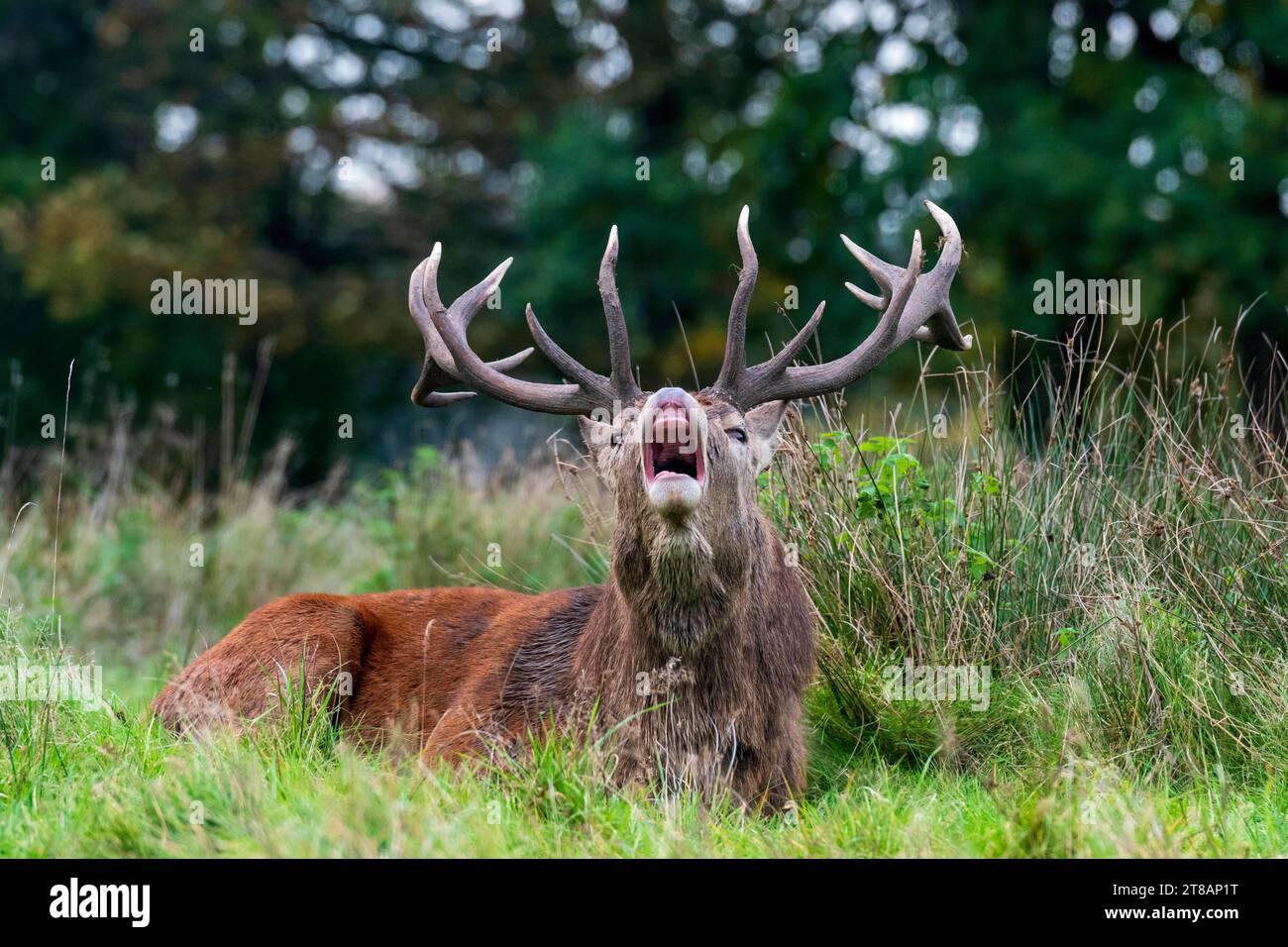 The Red deer stag roaring during the annual rut. majestic red deer ...