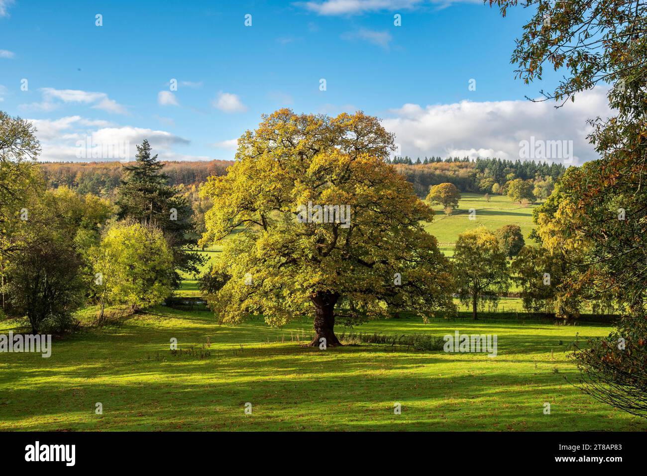 Giant oak tree hi-res stock photography and images - Alamy