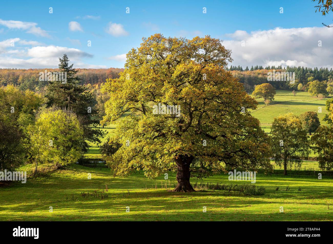 Giant oak tree hi-res stock photography and images - Alamy