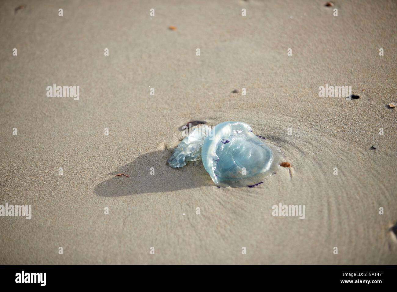 Stranded blue jellyfish, flag jellyfish, dead jellyfish washed up from ...