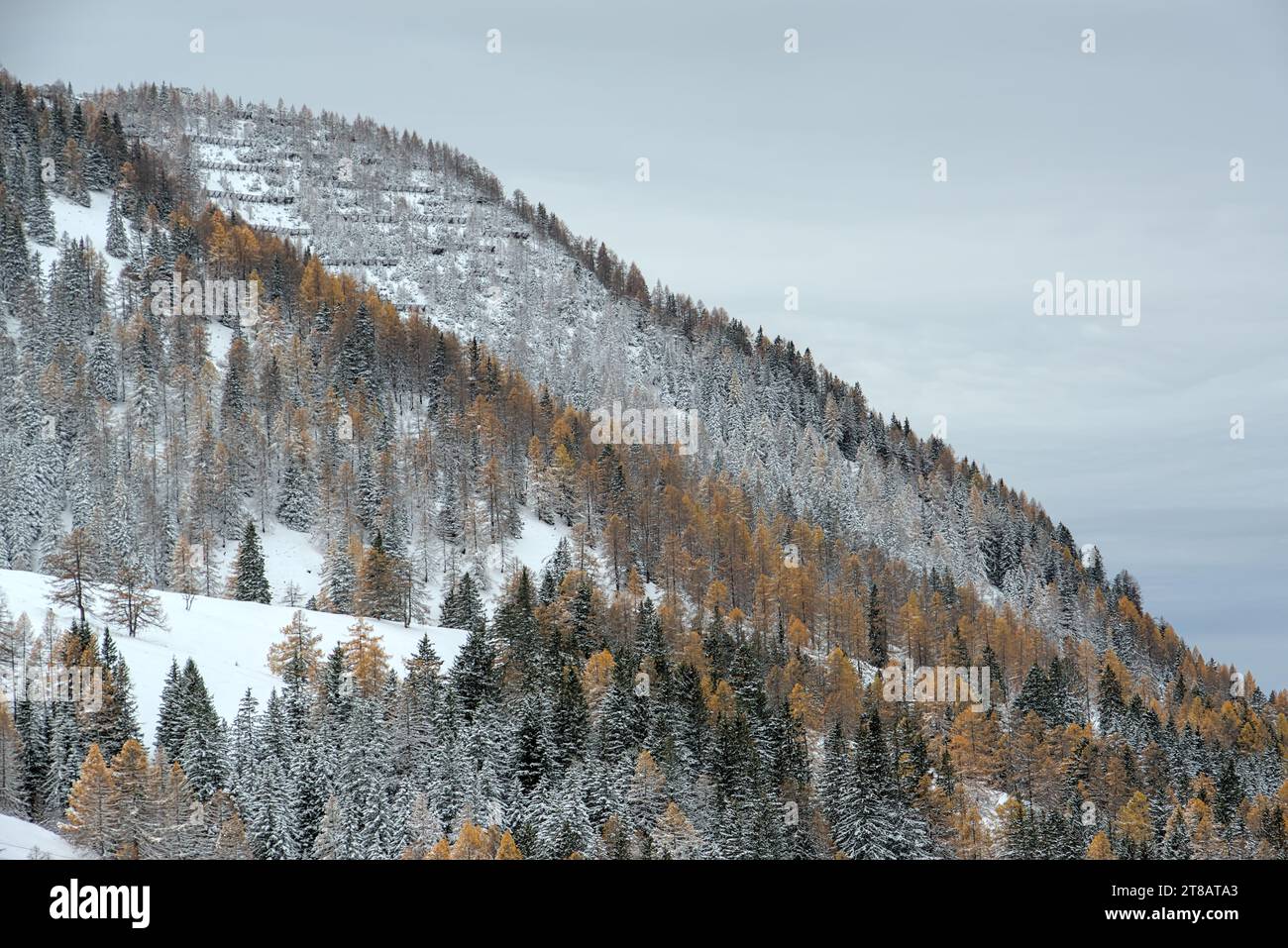 First snow in Malbun, Liechtenstein. Larch trees in the alps stand out ...