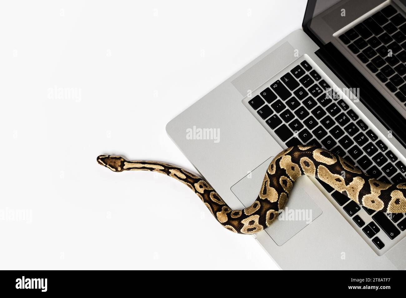 Python snake and laptop computer. Concept of using high-level ...