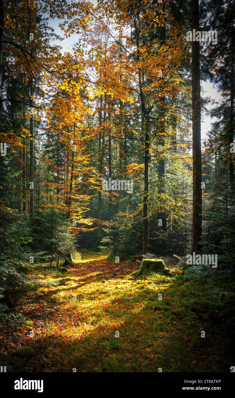 Autumn forest with setting sun shining through leaves and branches ...