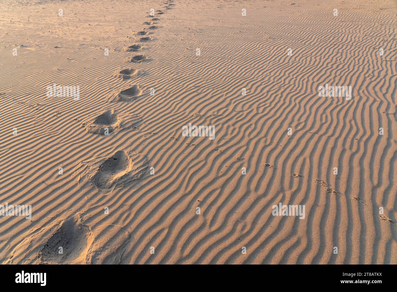 on the beach there are several tracks in the sand Stock Photo - Alamy