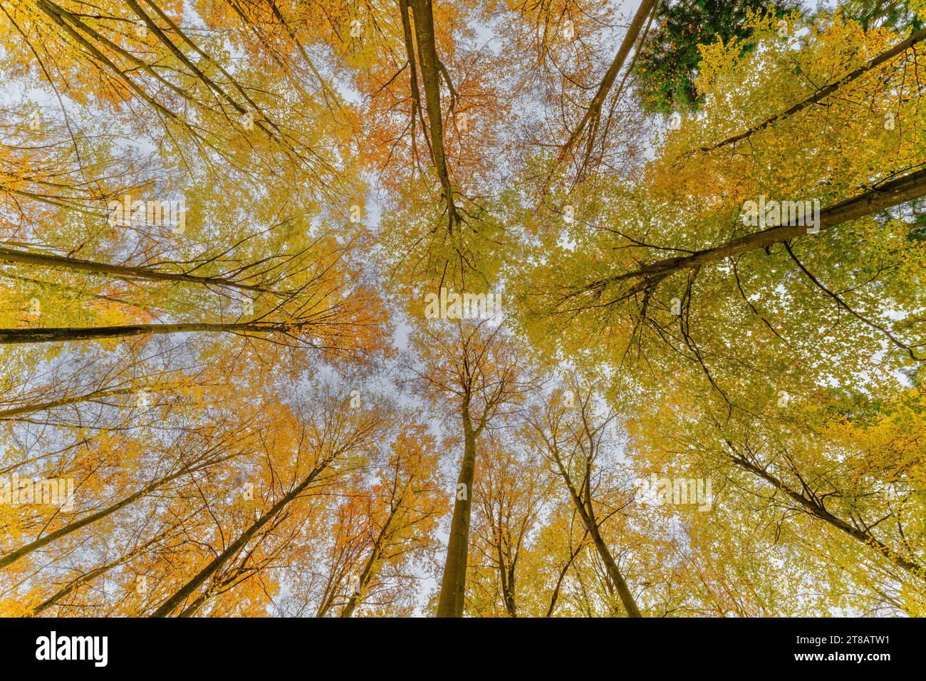 Autumn forest with setting sun shining through leaves and branches ...