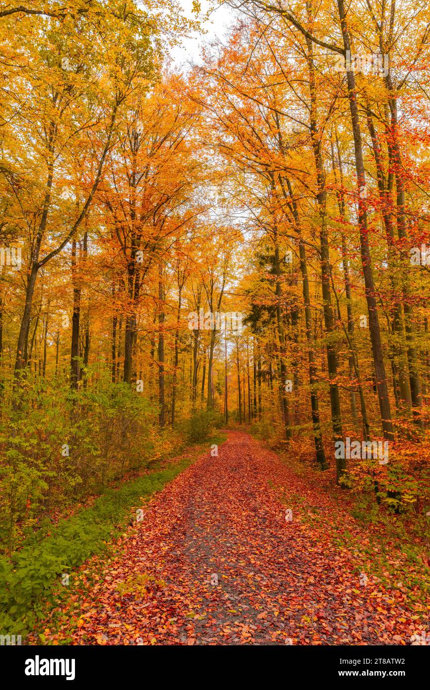 Autumn forest with setting sun shining through leaves and branches ...