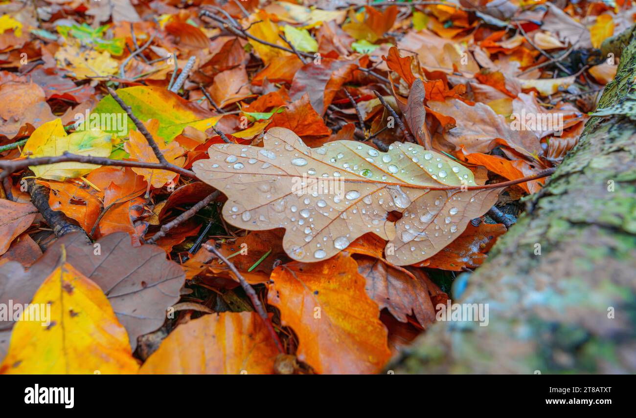 Autumn forest with setting sun shining through leaves and branches ...