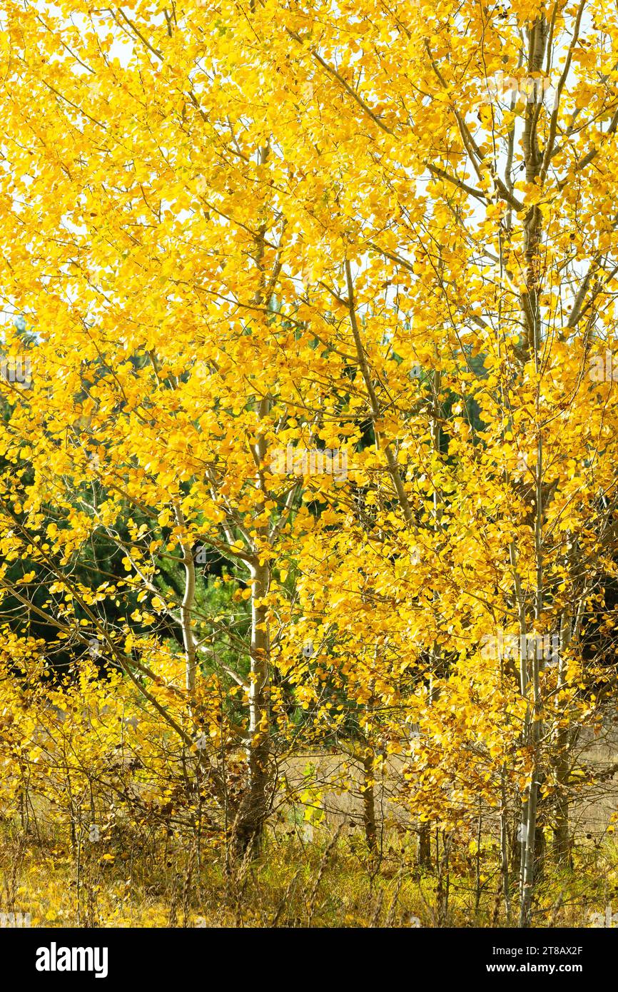 Yellow colors of autumn aspen leaves Stock Photo - Alamy