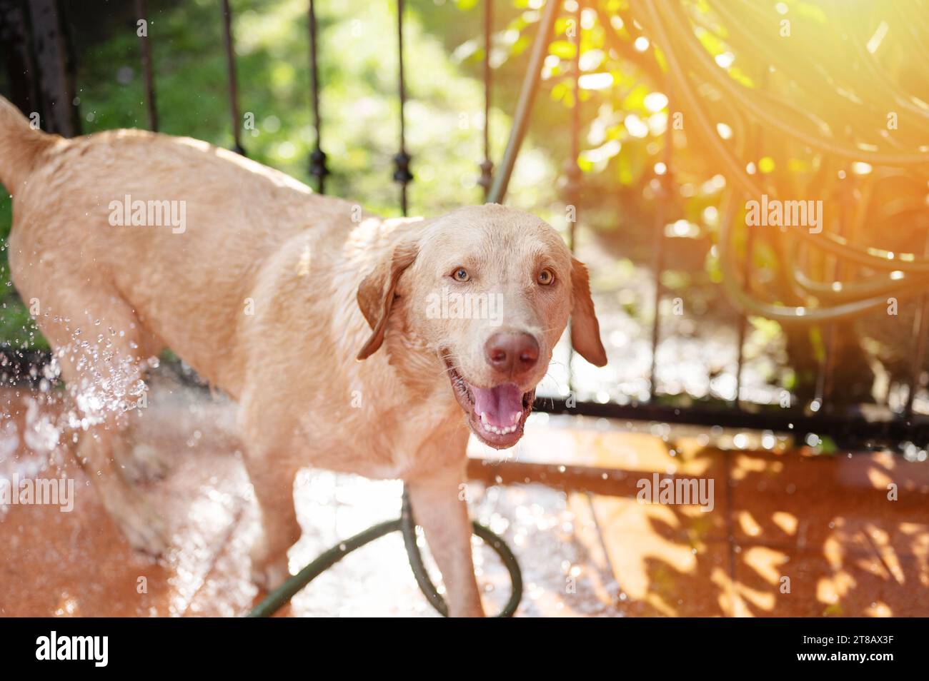 Clean home showering labrador wet dog walk on bright sunny background ...