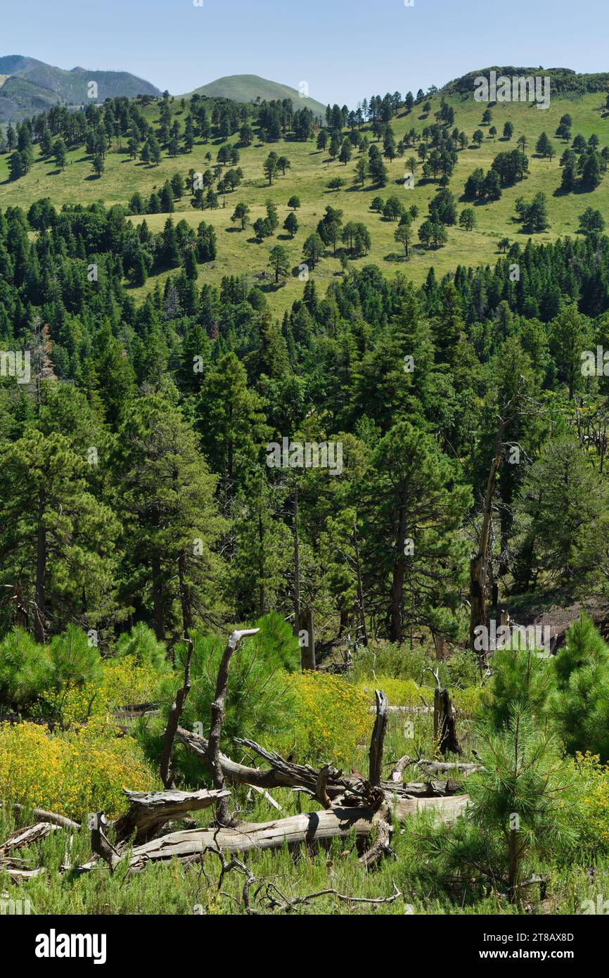 Guadaluperangerdistrict hi-res stock photography and images - Alamy