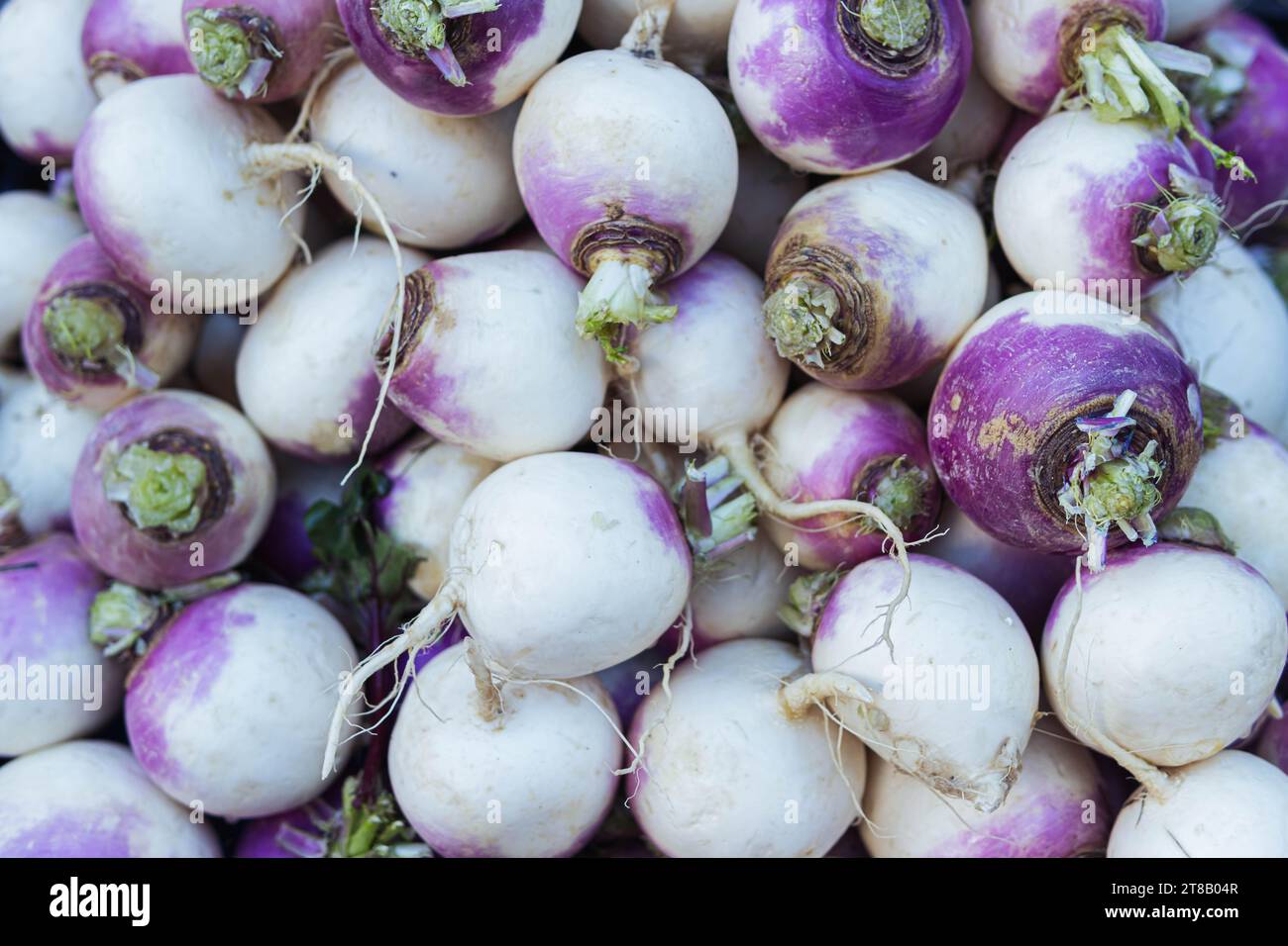a bunch of white beets in a supermarket background place for Stock ...