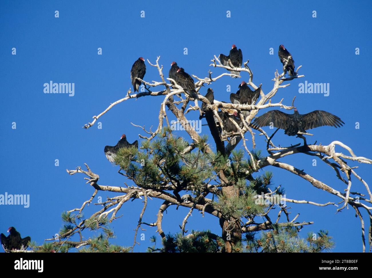 Turkey vultures (Cathartes aura) on ponderosa pine (Pinus ponderosa) at ...